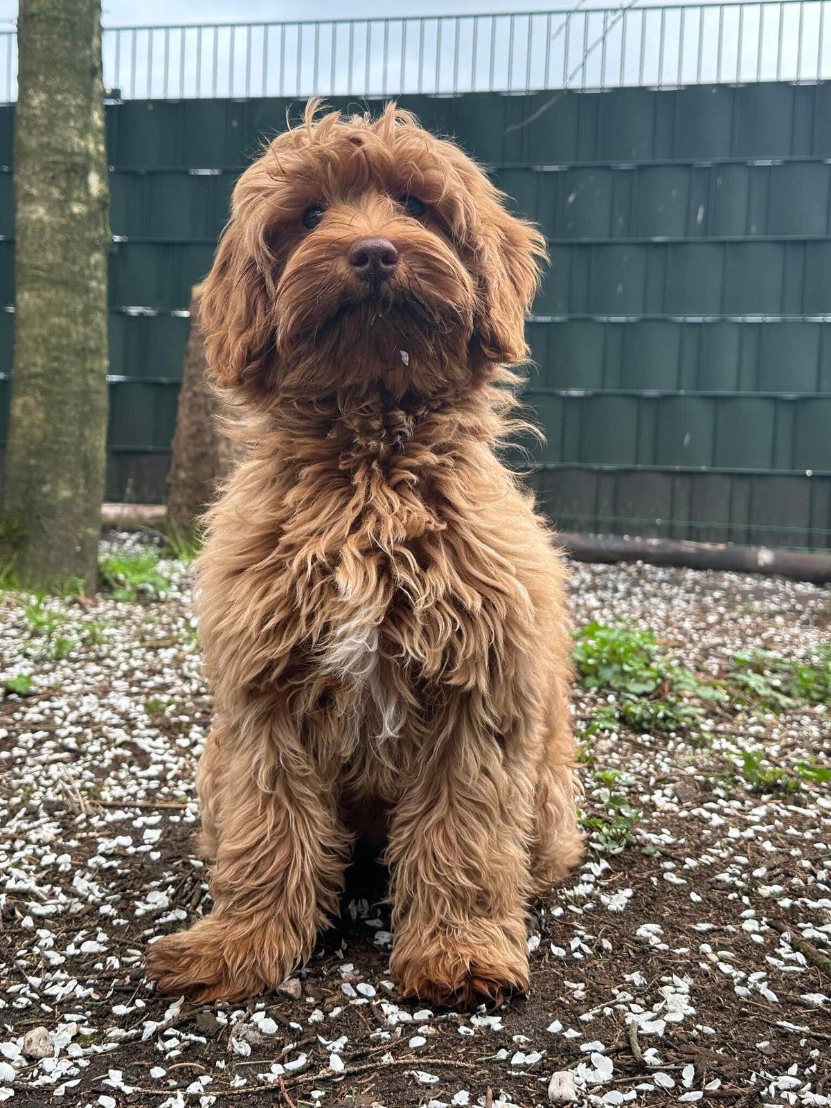 Mijn roedel Australian Labradoodles | Smiling Face Doodles