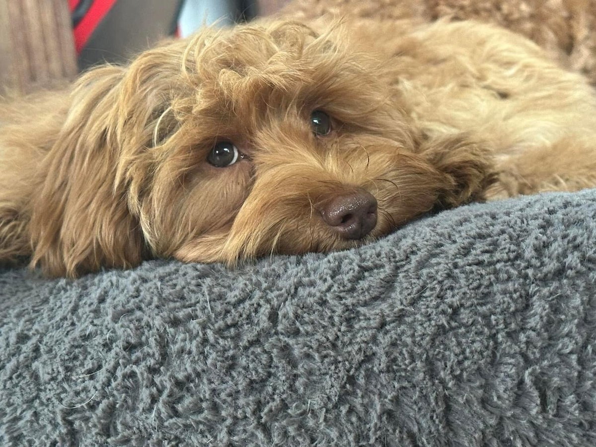 Mijn roedel Australian Labradoodles | Smiling Face Doodles