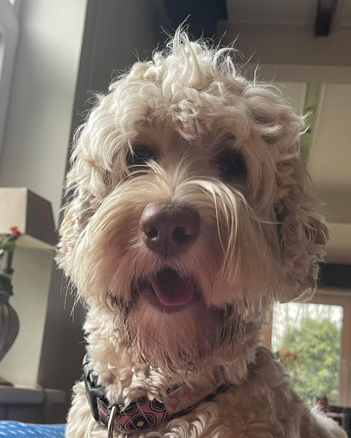 Mijn roedel Australian Labradoodles | Smiling Face Doodles