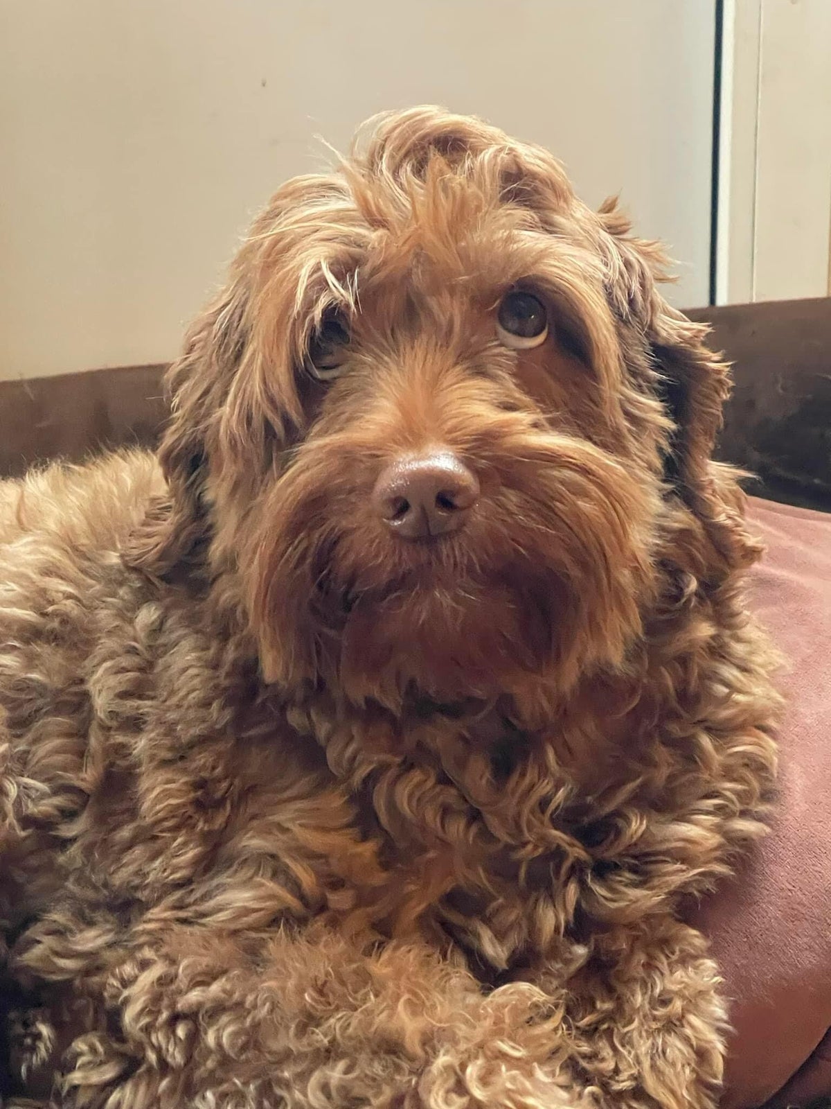 Mijn roedel Australian Labradoodles | Smiling Face Doodles