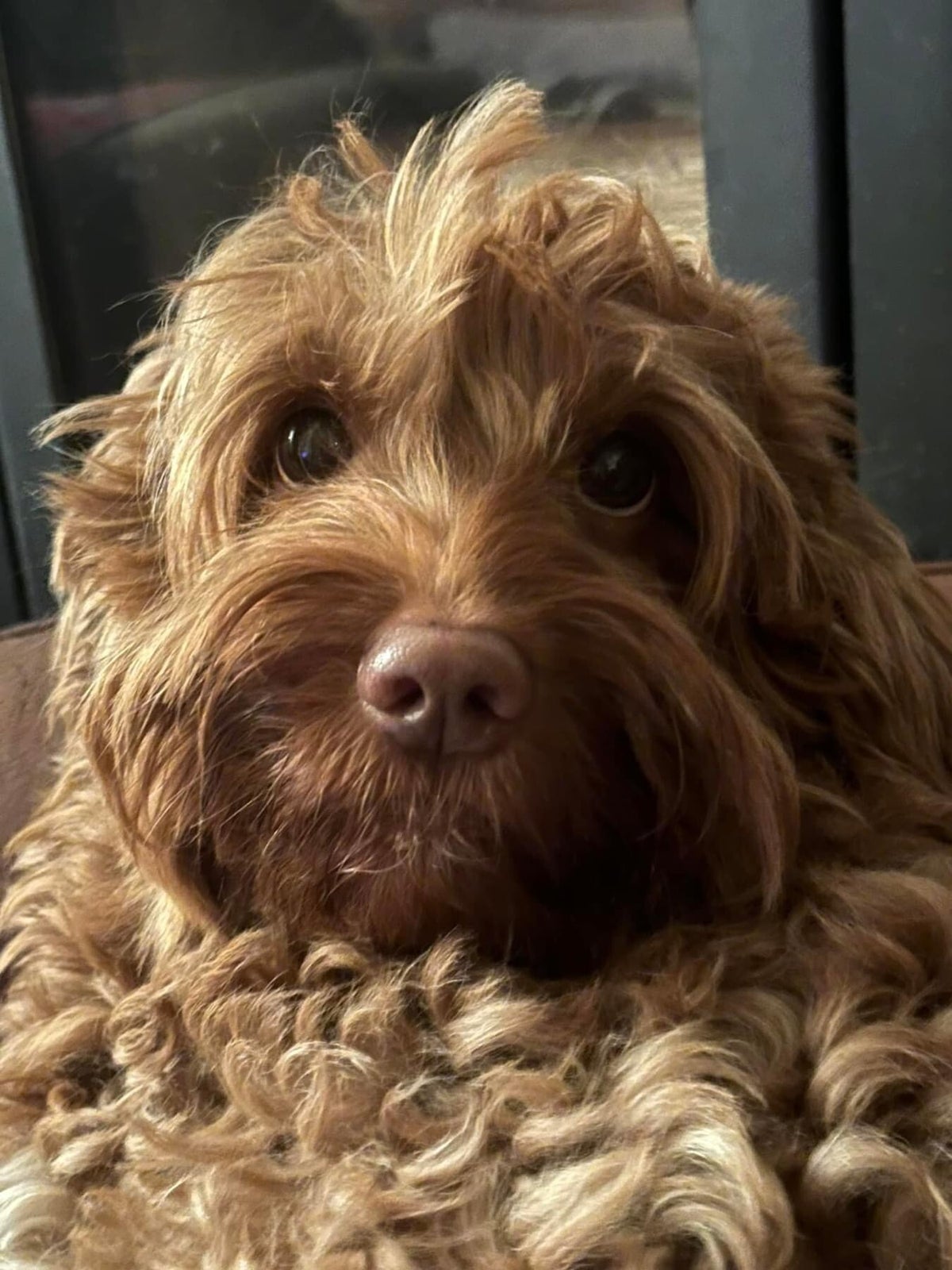 Mijn roedel Australian Labradoodles | Smiling Face Doodles