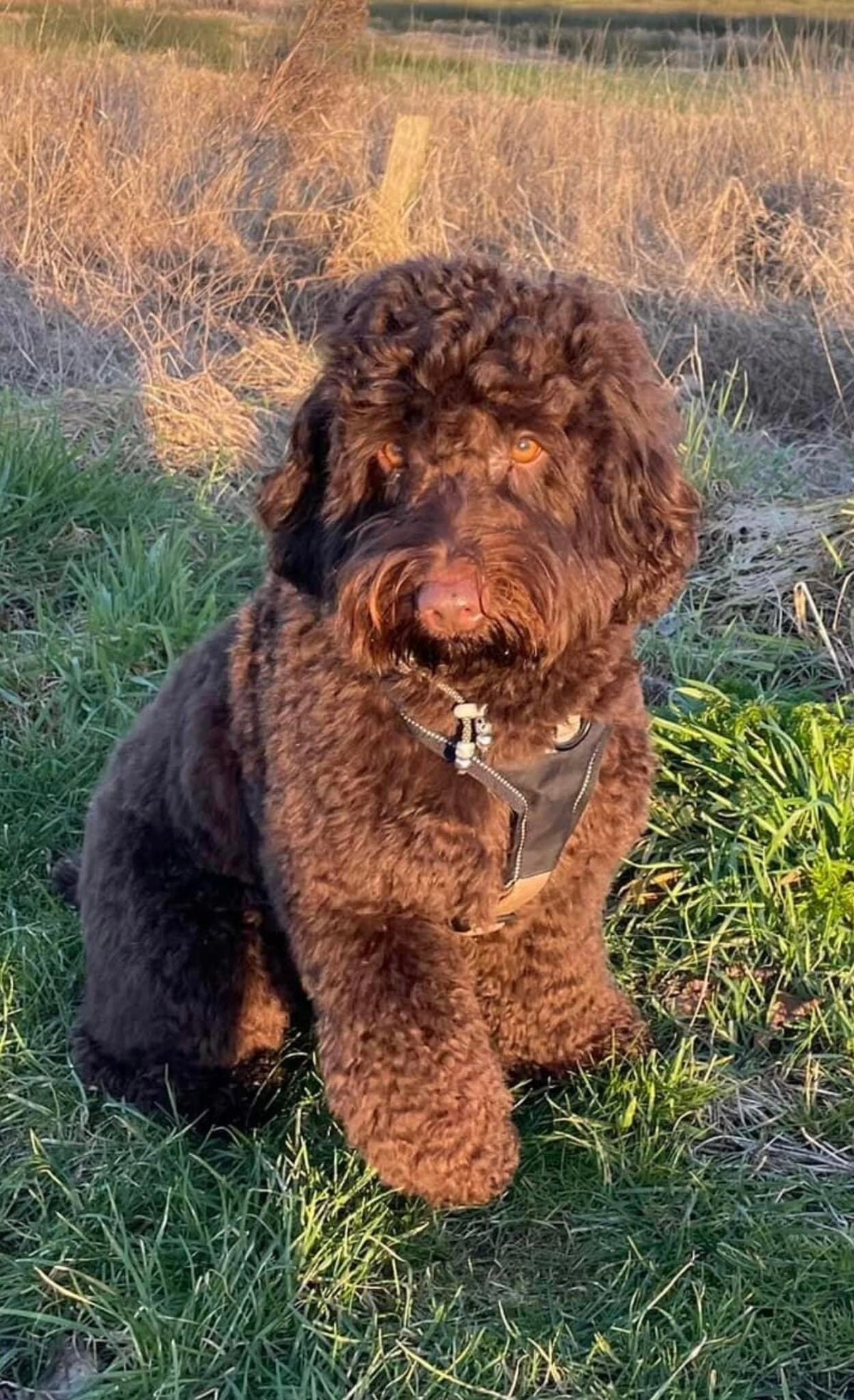 Mijn roedel Australian Labradoodles | Smiling Face Doodles