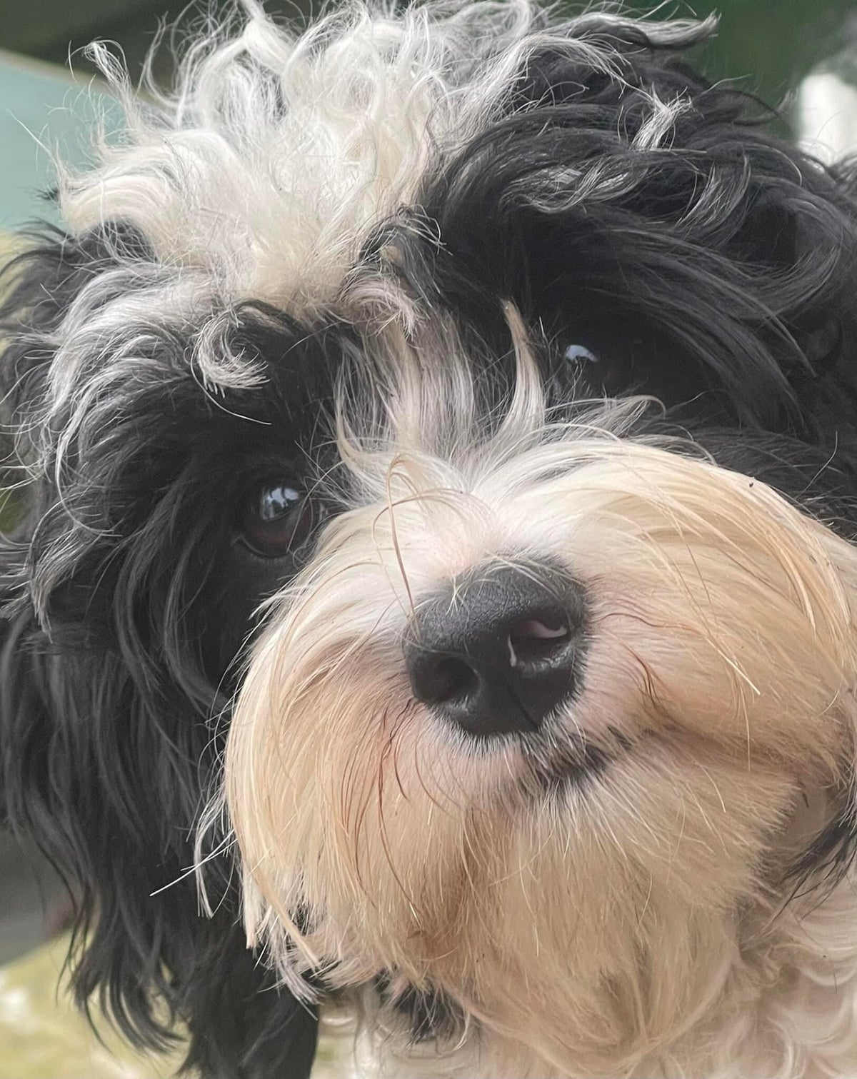 Mijn roedel Australian Labradoodles | Smiling Face Doodles