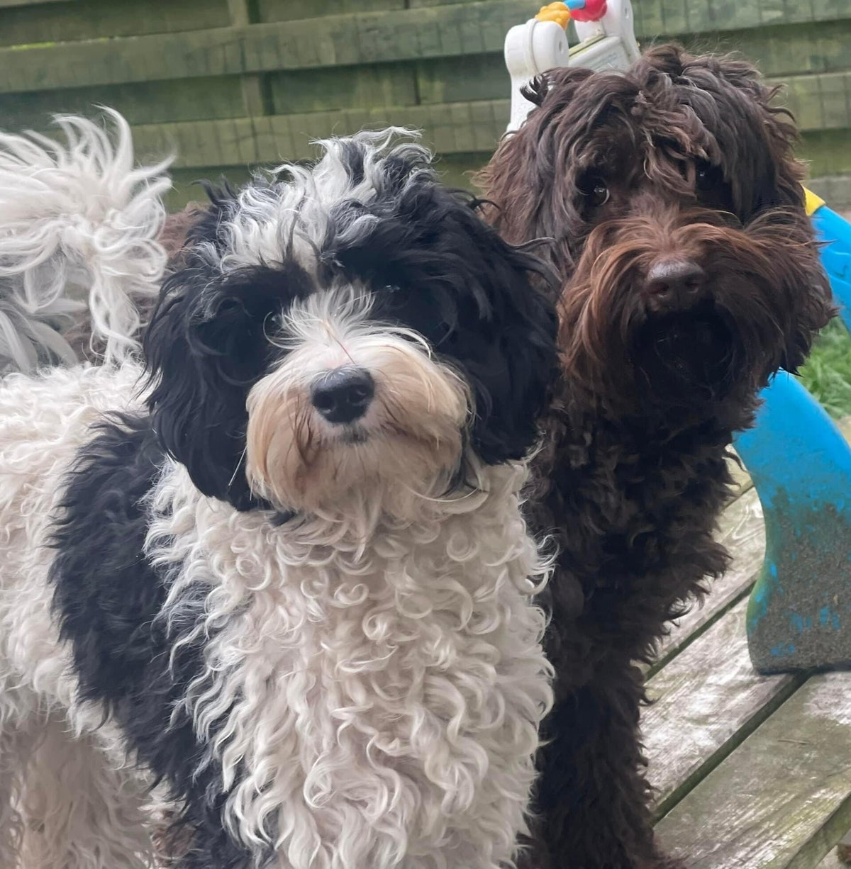 Mijn roedel Australian Labradoodles | Smiling Face Doodles