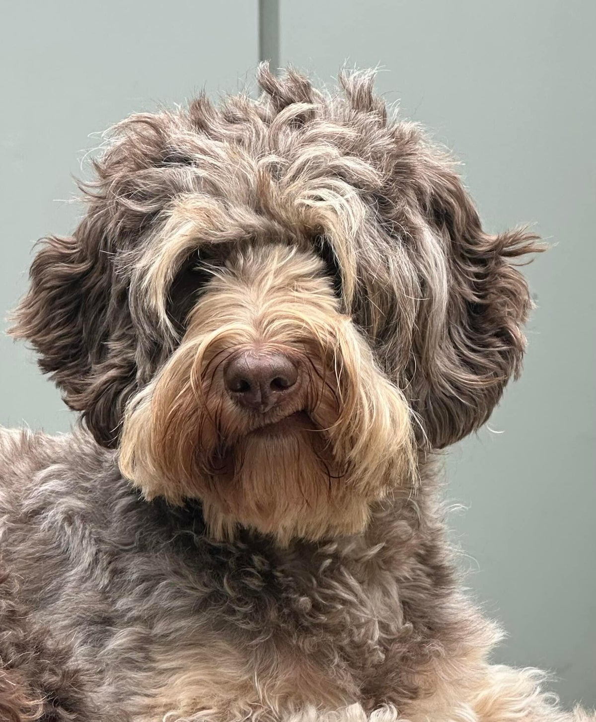 Mijn roedel Australian Labradoodles | Smiling Face Doodles