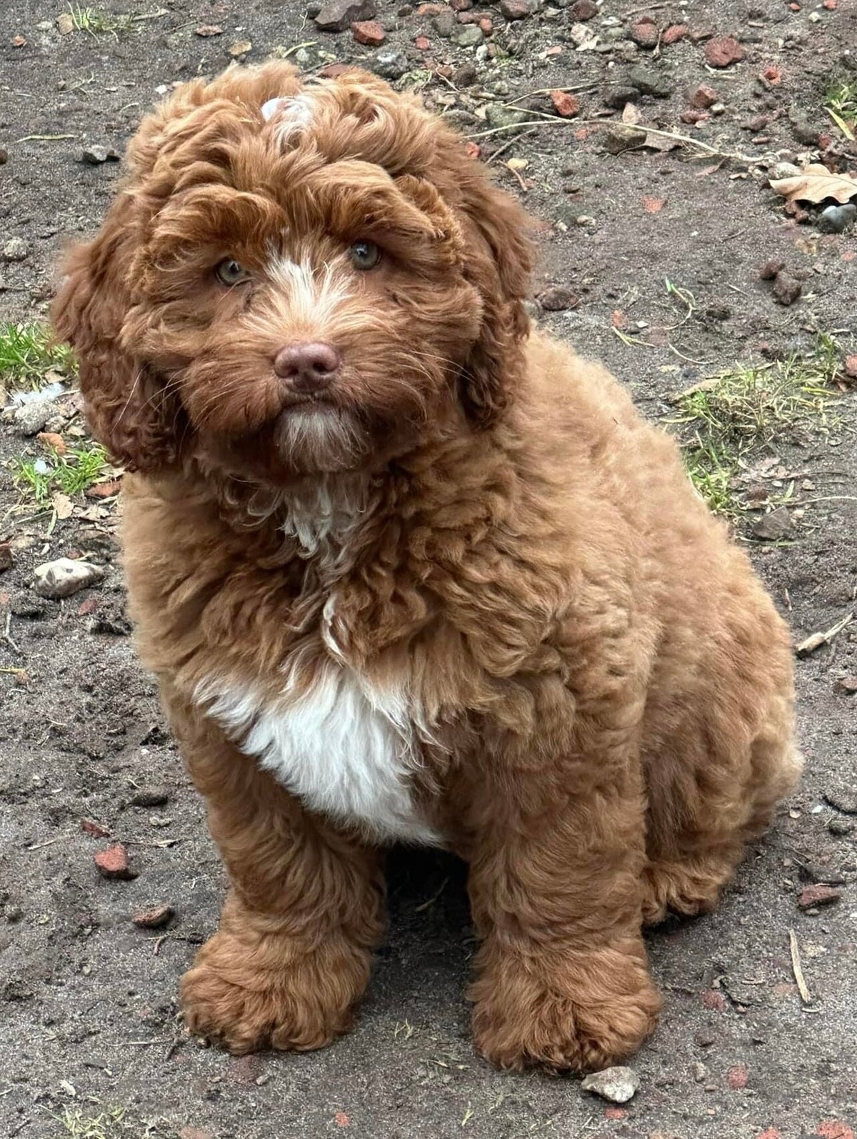 Mijn roedel Australian Labradoodles | Smiling Face Doodles