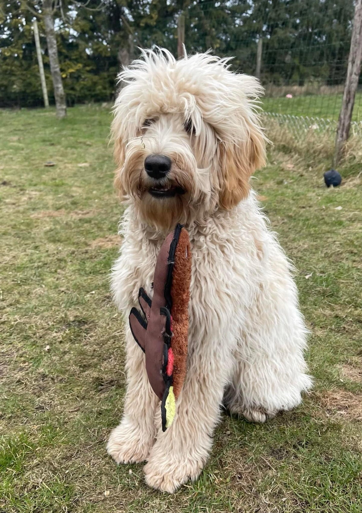 Mijn roedel Australian Labradoodles | Smiling Face Doodles