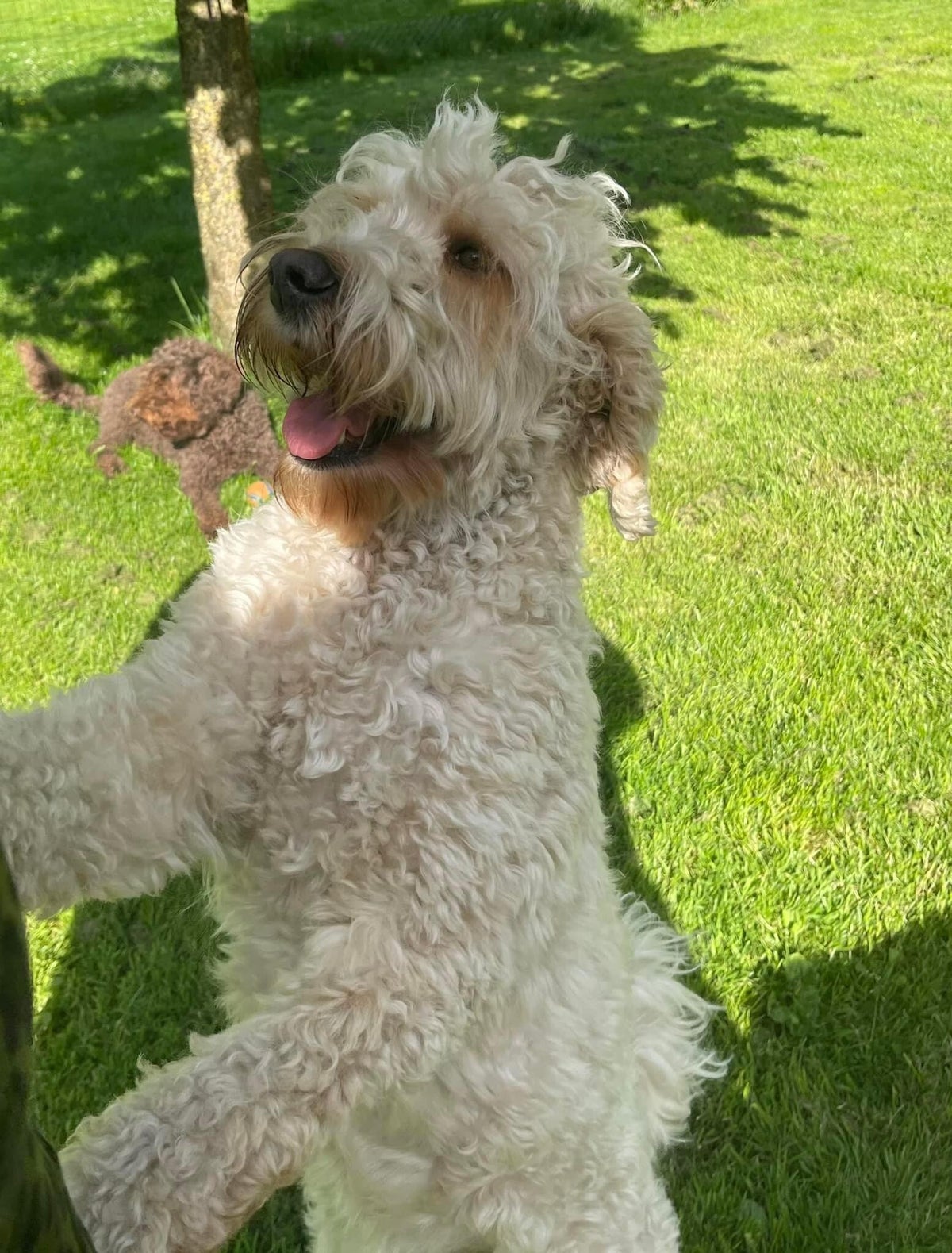 Mijn roedel Australian Labradoodles | Smiling Face Doodles