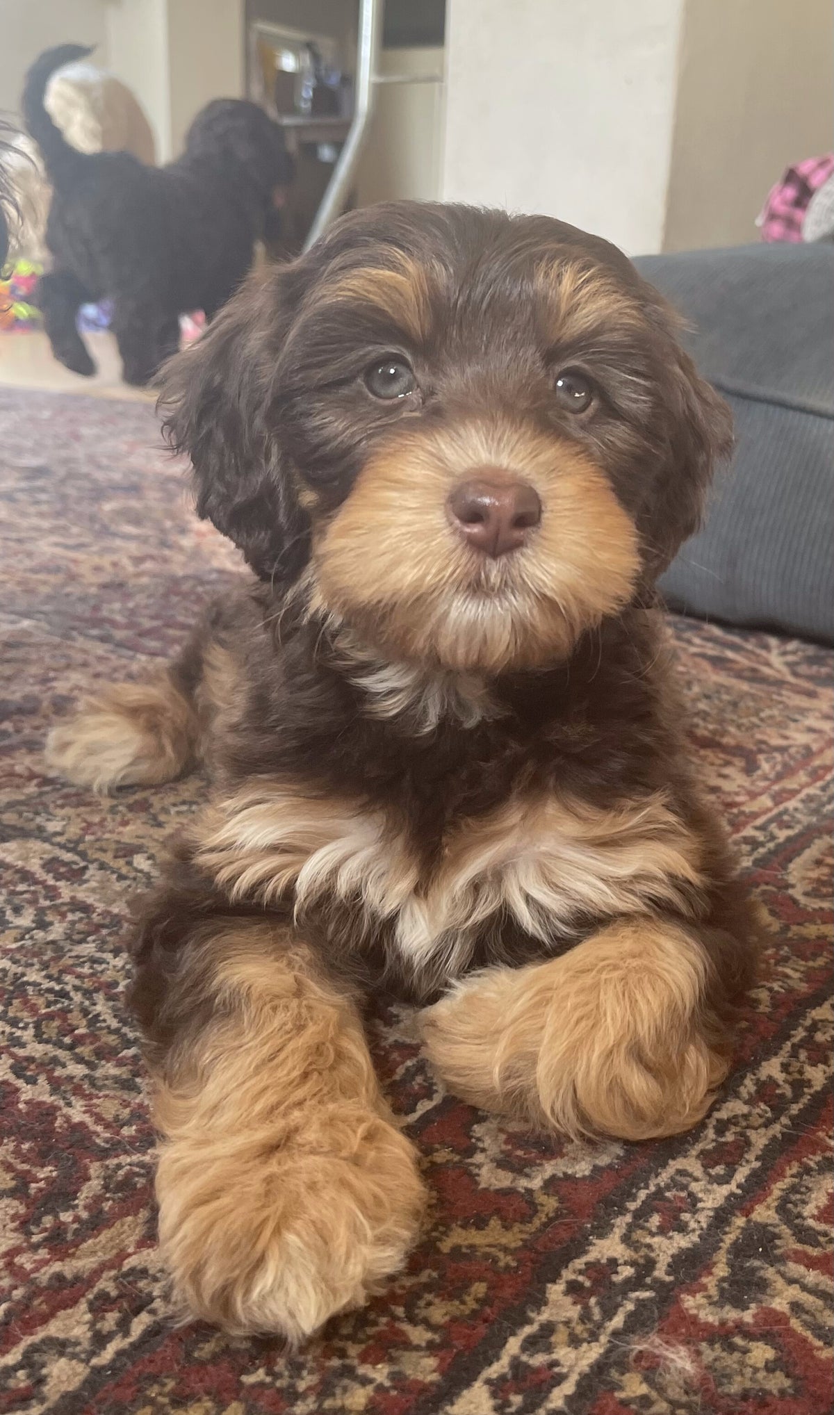 Mijn roedel Australian Labradoodles | Smiling Face Doodles