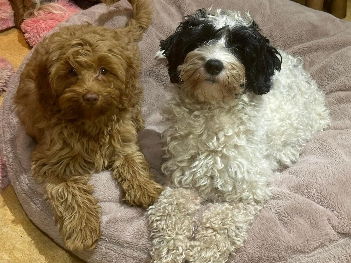 Mijn roedel Australian Labradoodles | Smiling Face Doodles