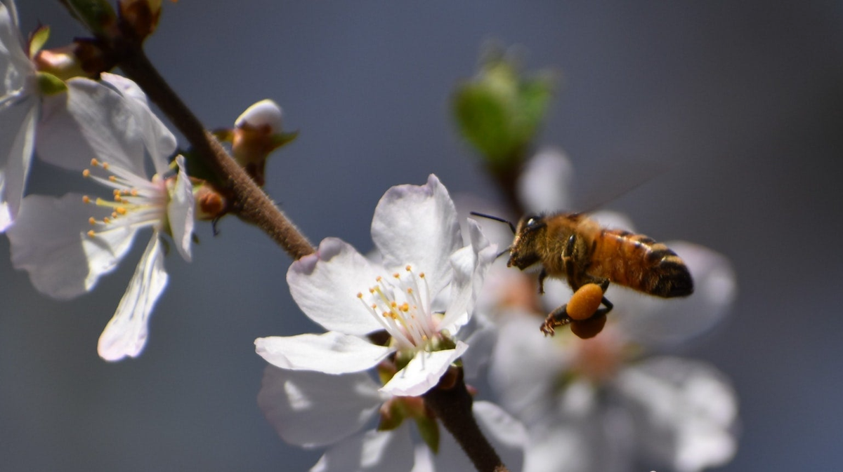 La Section Apicole SAHP | Sahp.be