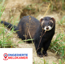 Wat is een marter? Ongedierte Meldkamer