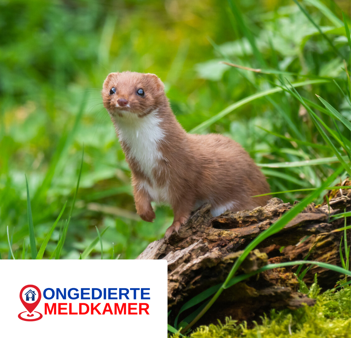 Wat is een marter? Ongedierte Meldkamer