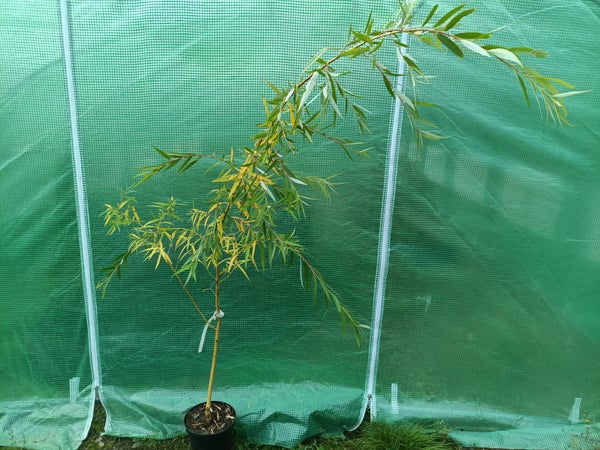 Salix x sepulcralis 'Chrysocoma', riippakeltasalava | Mäkisenmäen Taimisto