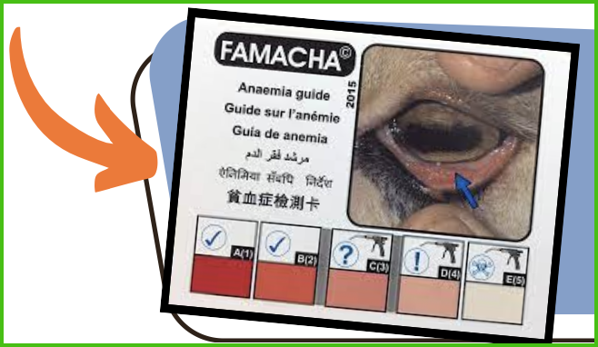 FAMACHA Class | Nigerian Dwarf Goat Club of Florida