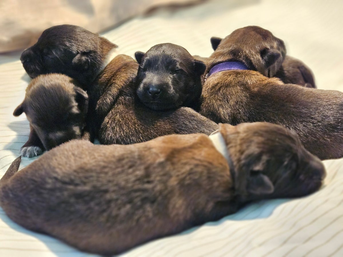 Muskoka K9/puppy application