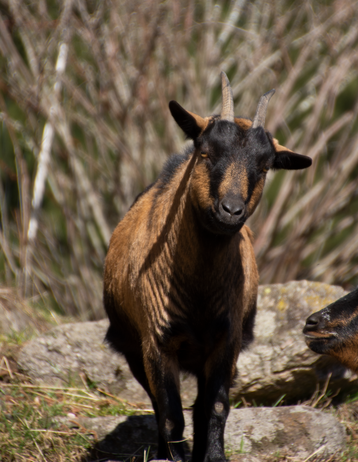 Chèvre naine | Family ferme