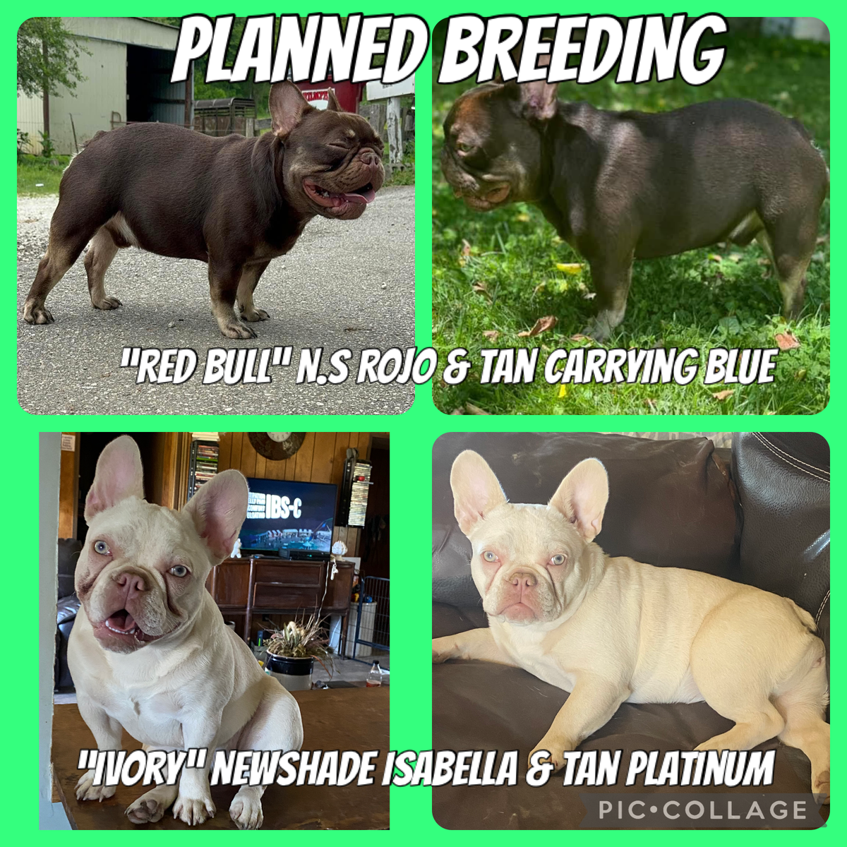 Available Puppies | Axle's Frenchies