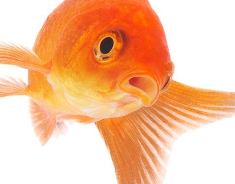 goudvis moppen | Goldvissen