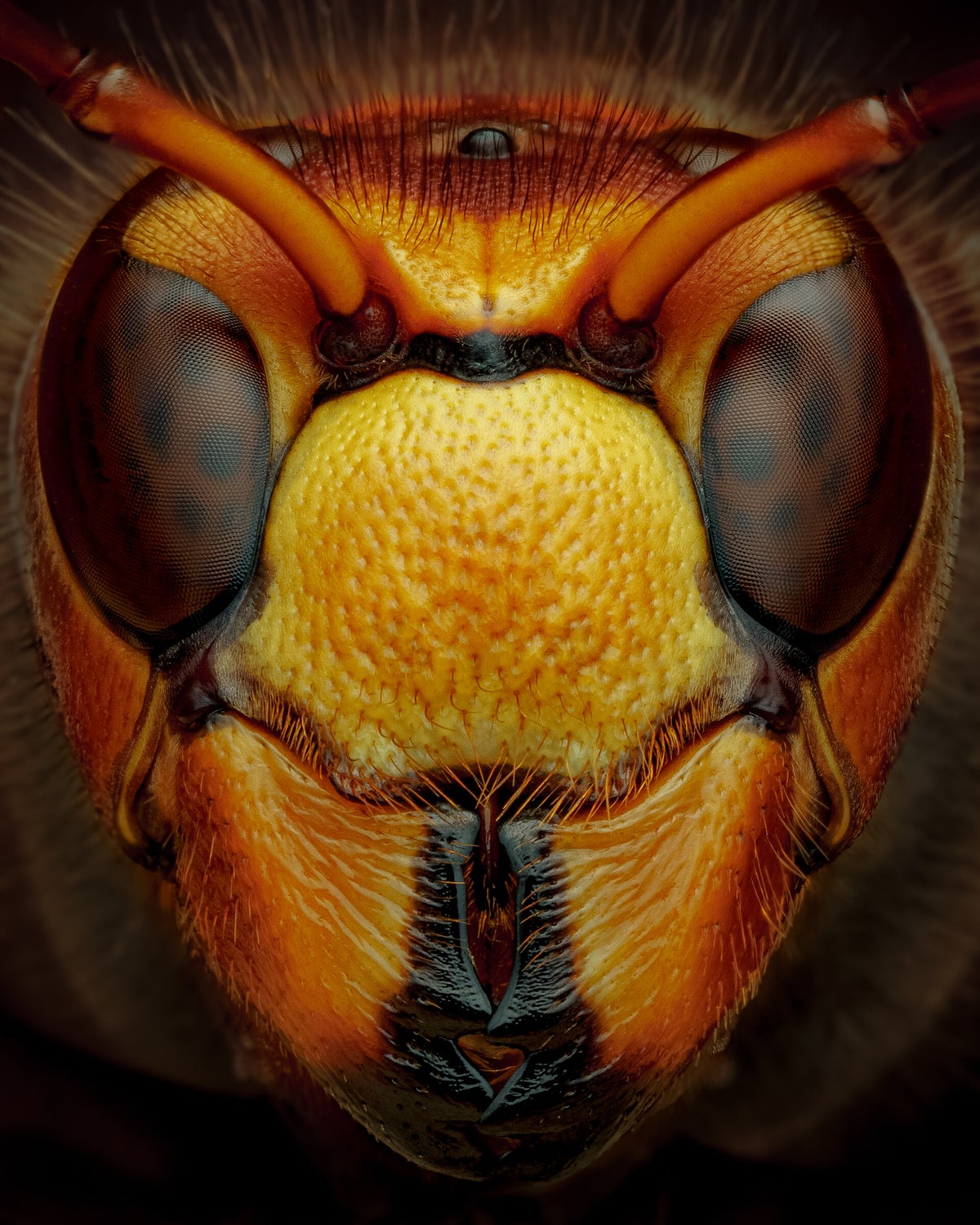 Portfolio | Invertebrain - The Macro Wildlife Photography of Rory J Lewis