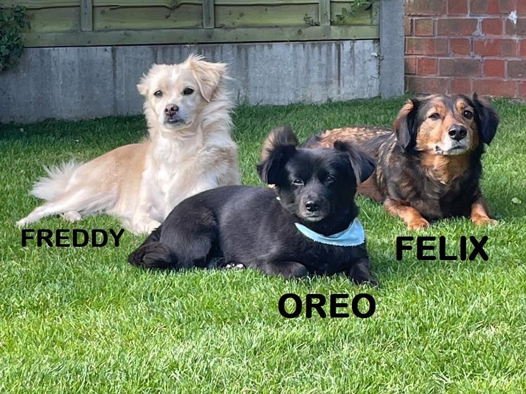 Small Dog Rescue & Rehome