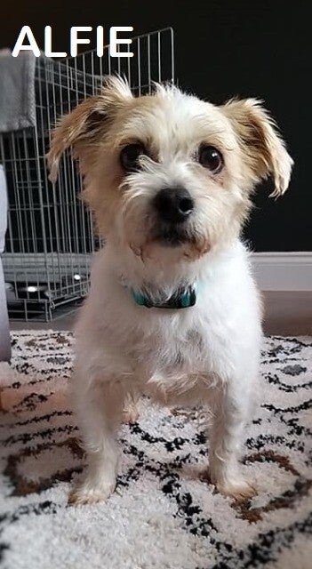 Small Dog Rescue & Rehome