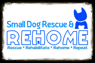 Gallery of Rehomed Dogs | Small Dog Rescue & Rehome