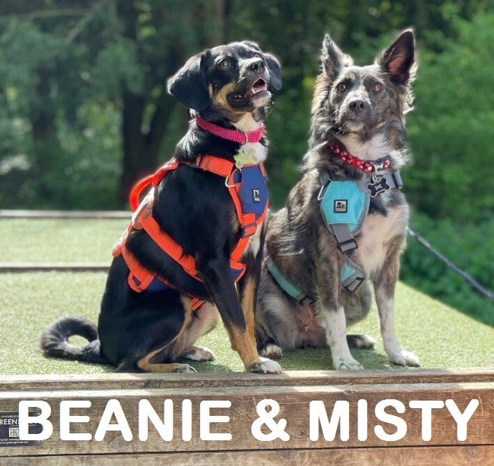 Small Dog Rescue & Rehome