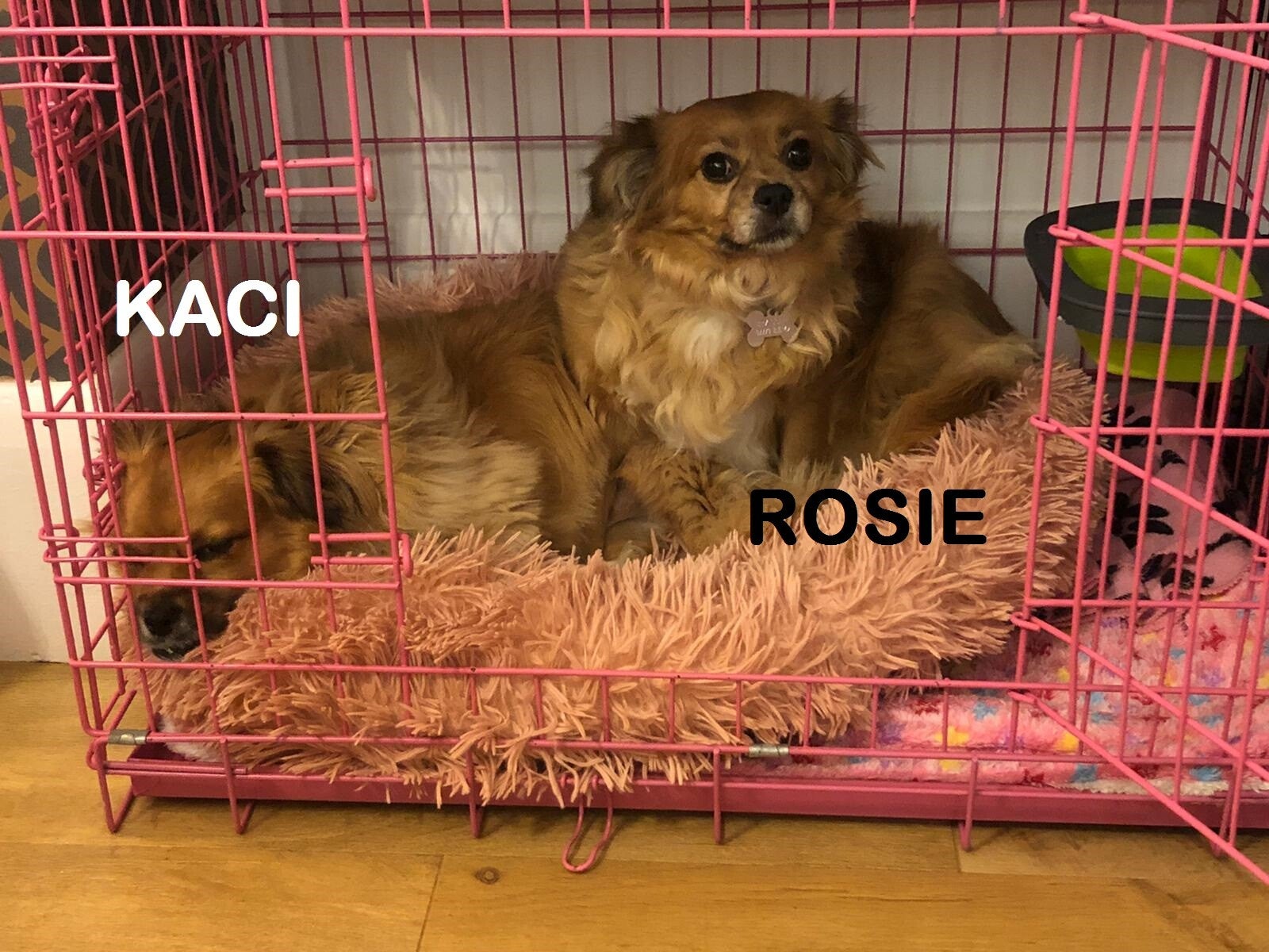 Small Dog Rescue & Rehome