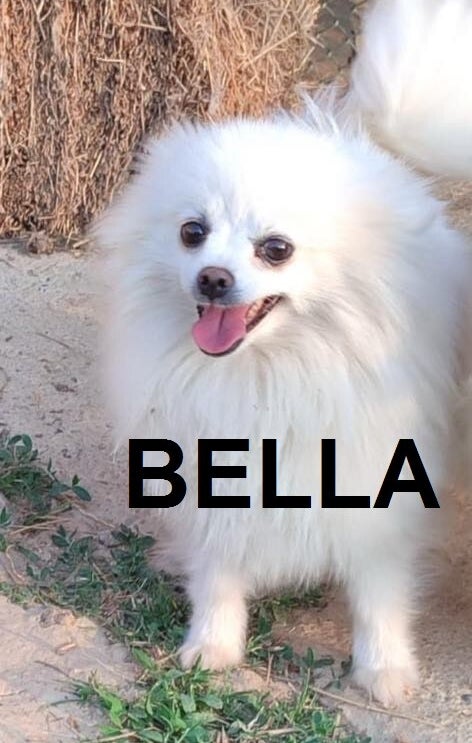 Gallery of Rehomed Dogs | Small Dog Rescue & Rehome