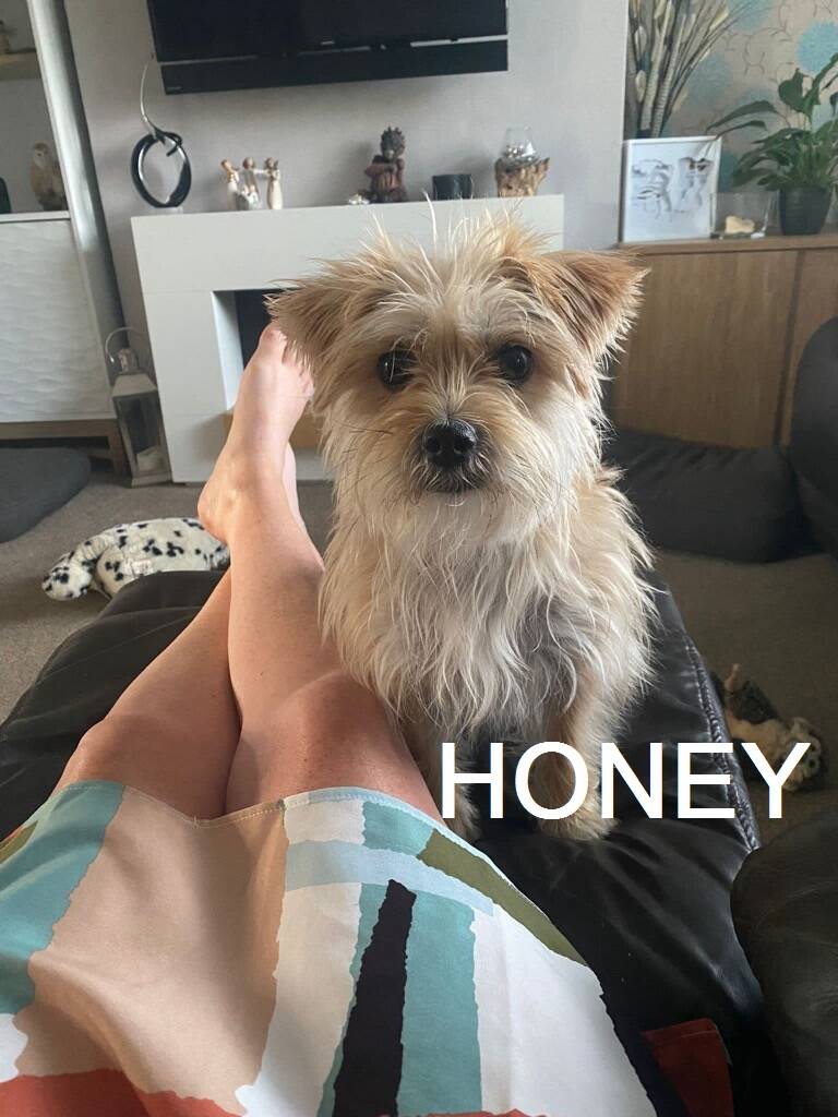 Gallery of Rehomed Dogs | Small Dog Rescue & Rehome