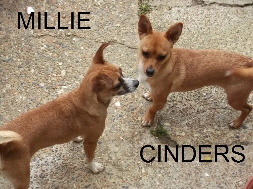 Small Dog Rescue & Rehome