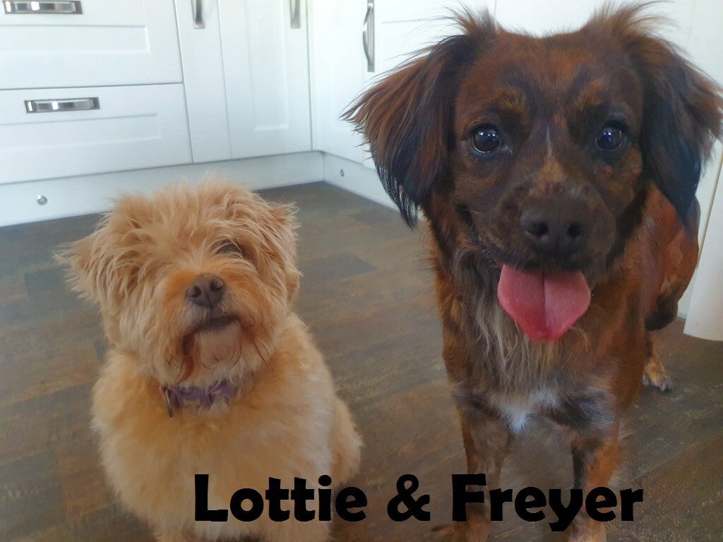Small Dog Rescue & Rehome