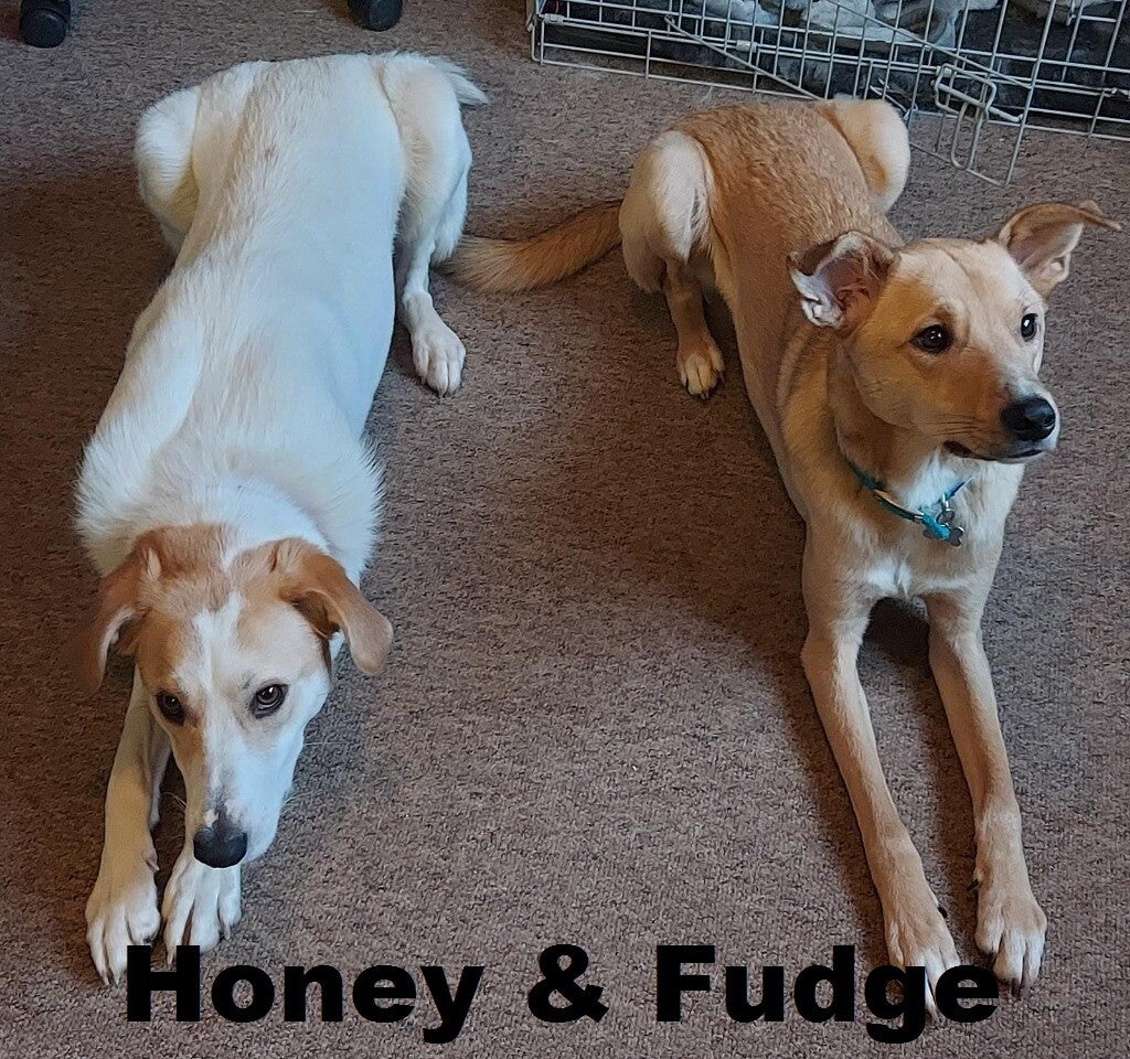 Small Dog Rescue & Rehome