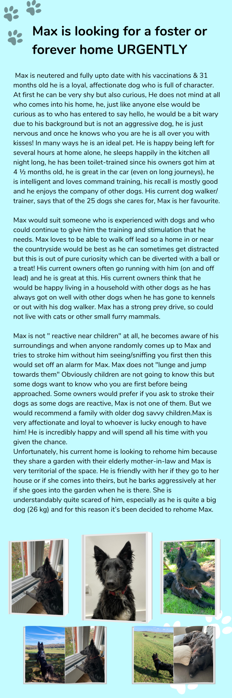 Dogs Looking For A Home | Small Dog Rescue & Rehome