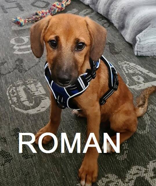 Gallery of Rehomed Dogs | Small Dog Rescue & Rehome