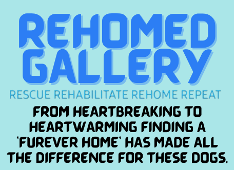 Gallery of Rehomed Dogs | Small Dog Rescue & Rehome