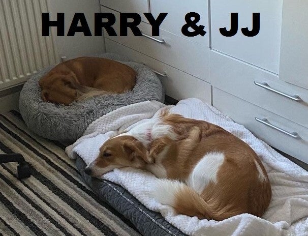 Small Dog Rescue & Rehome