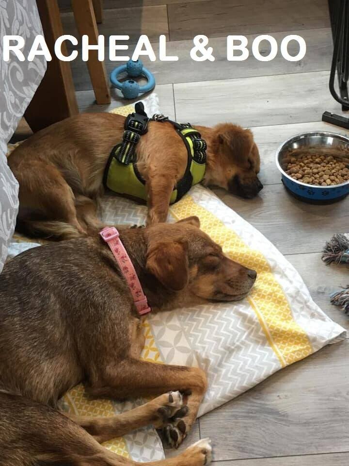 Small Dog Rescue & Rehome