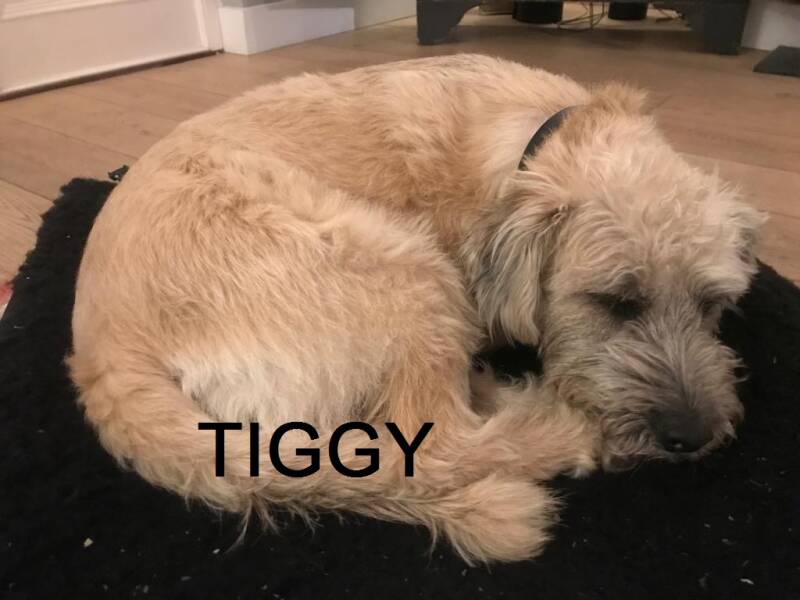 Gallery of Rehomed Dogs | Small Dog Rescue & Rehome