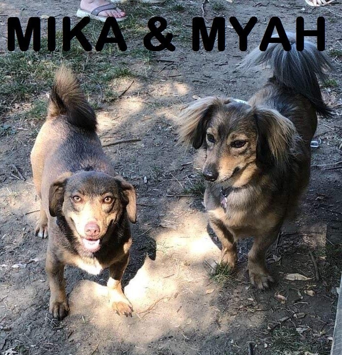 Small Dog Rescue & Rehome