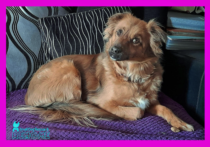 Dogs Looking For A Home | Small Dog Rescue & Rehome