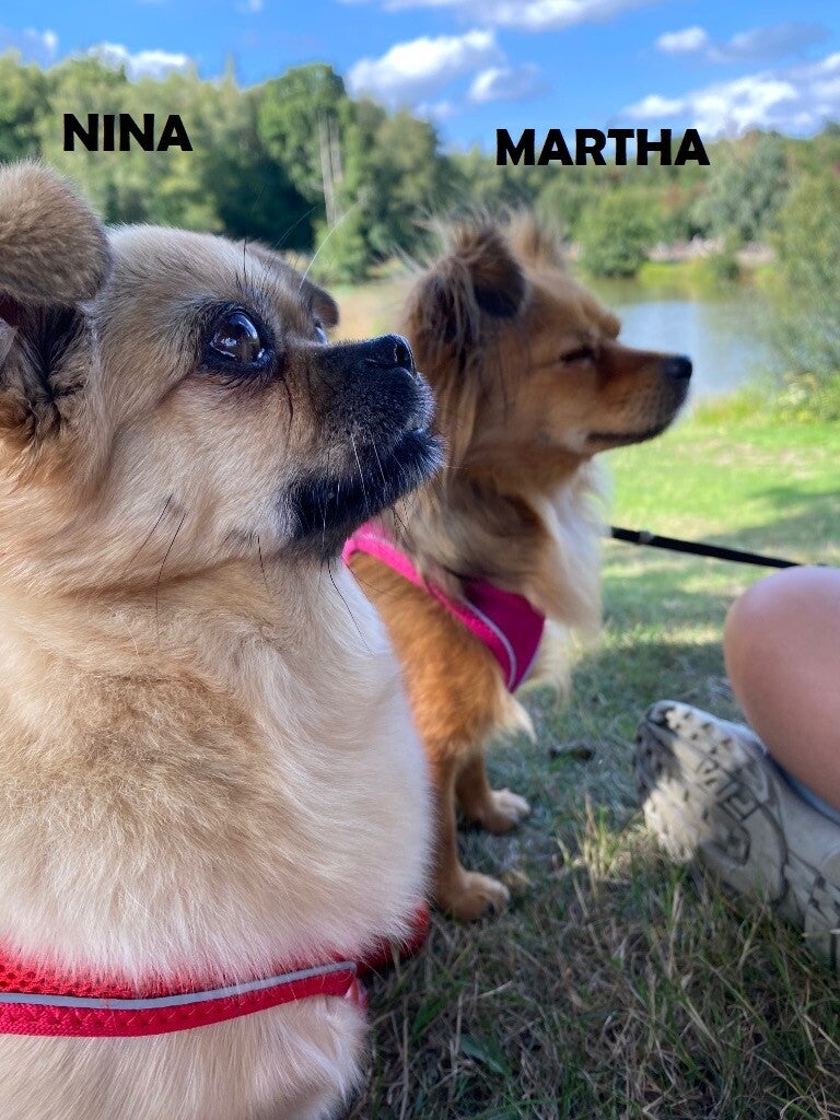 Small Dog Rescue & Rehome