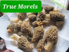 Morel Mushroom Guide / Articles | OutdoorsyDad
