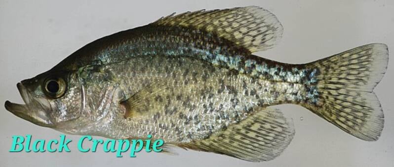 Know Crappie to Catch Crappie / Articles | OutdoorsyDad