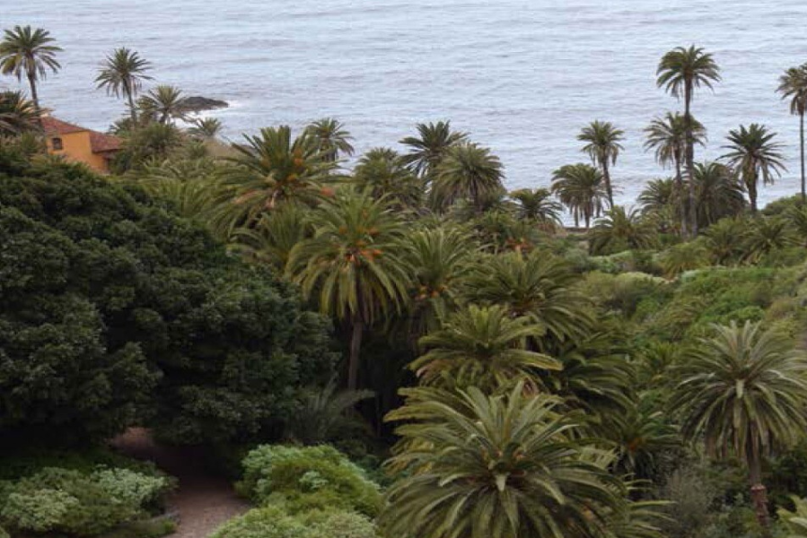 Wat zijn de unieke bomen en planten van de flora op Tenerife?