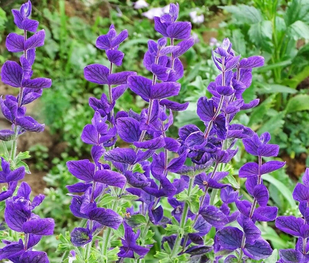 Meerjarige bloemen / Webshop | zadenbientje.nl