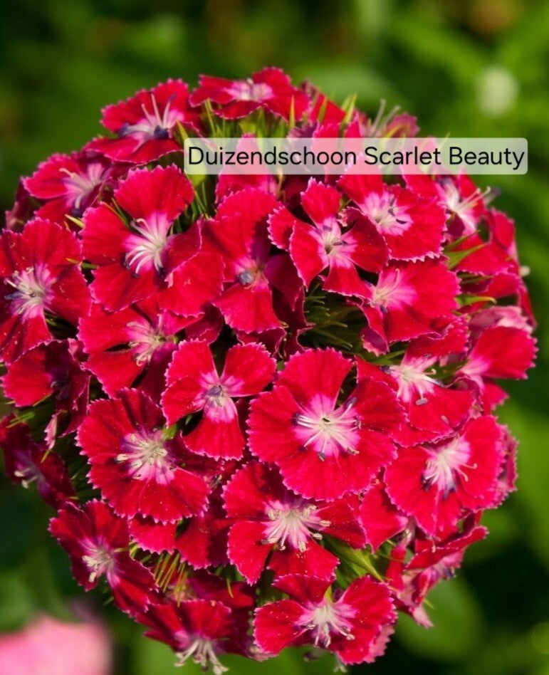 Meerjarige bloemen / Webshop | zadenbientje.nl