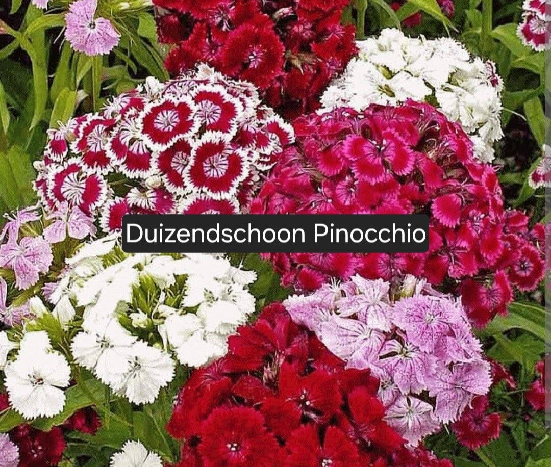 Meerjarige bloemen / Webshop | zadenbientje.nl