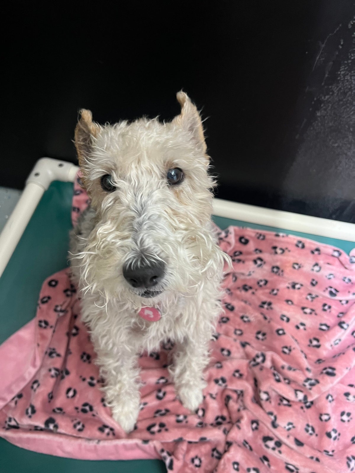 Our Services | Scruffy to Fluffy Spa